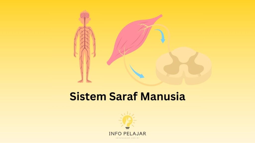 Sistem Saraf Manusia - Info Pelajar